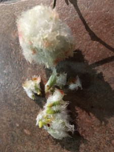 Wool Sower Gall | Robinne Weiss