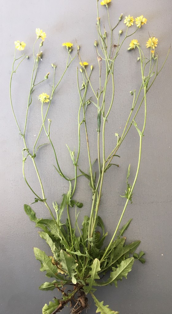 Hawksbeard: a Cheerful Weed | Robinne Weiss