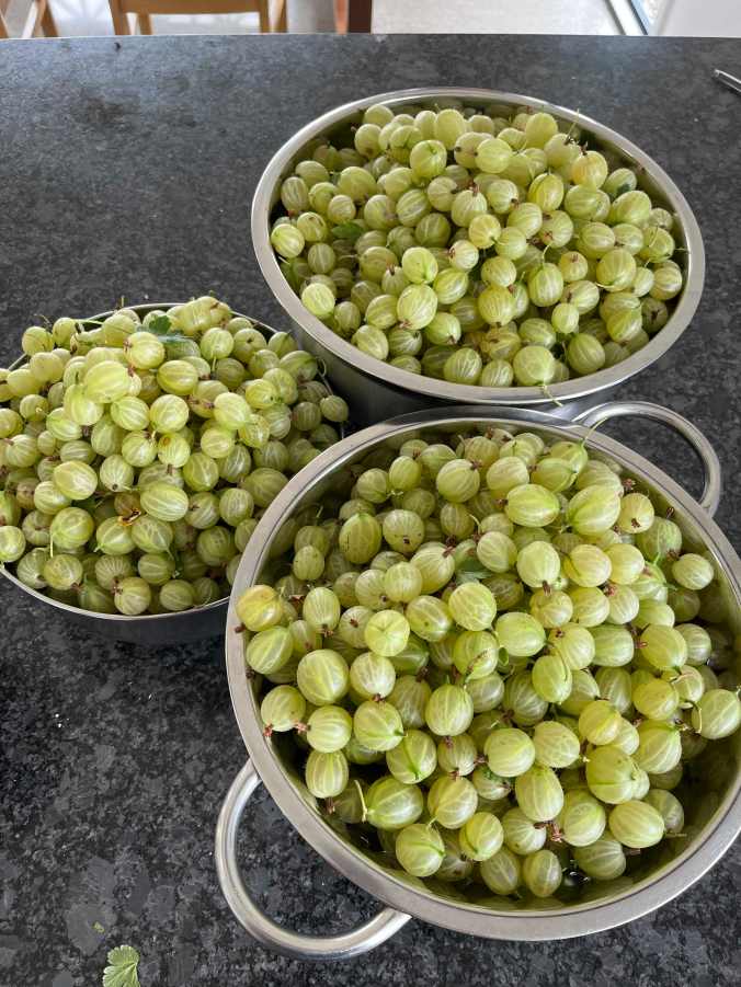 Garden Tally Half-year Check-in | Robinne Weiss